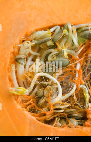 Sprouting pumpkin seeds and fibrous strands within cut pumpkin, cross ...