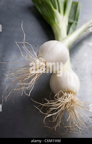 Green onions with roots. Two onions on the table Stock Photo - Alamy