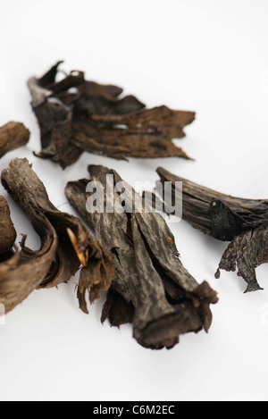 Trumpet of death mushrooms (Craterellus cornucopioides Stock Photo - Alamy