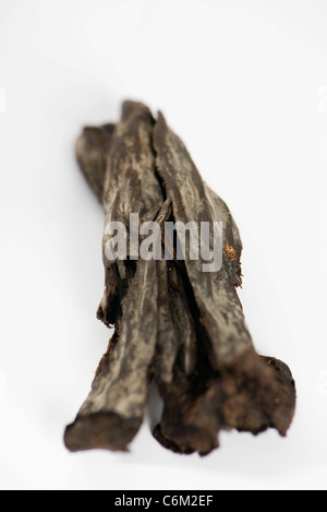 Trumpet of death mushroom (Craterellus cornucopioides Stock Photo - Alamy
