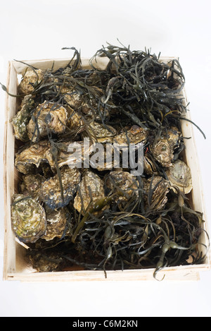 Oyster and seaweed background Stock Photo - Alamy