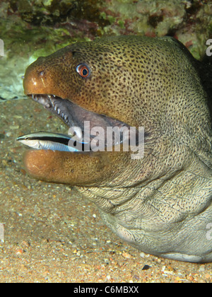 Giant moray (Gymnothorax javanicus) eel is looking ionto the camera ...