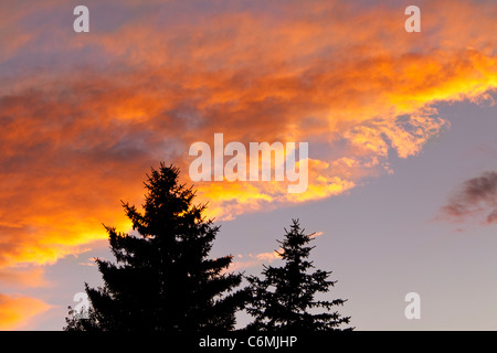 Alto sunset clouds over fir trees, Park City Utah USA Stock Photo - Alamy