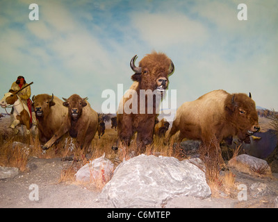 Native American hunting buffalo on foot Great Plains. Hand-colored ...