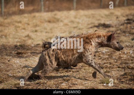 Hyenas in aggressive stance during dominance fight Stock Photo - Alamy