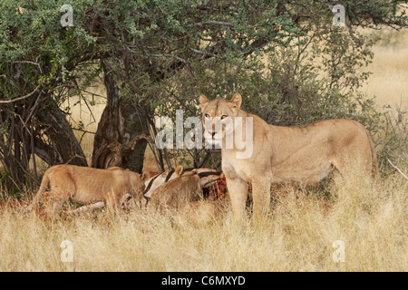 LIONESS WITH ZEBRA KILL Stock Photo - Alamy