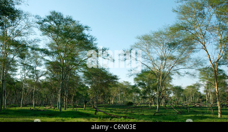Fever tree forest in the Pafuri area in the northern part of the Kruger ...