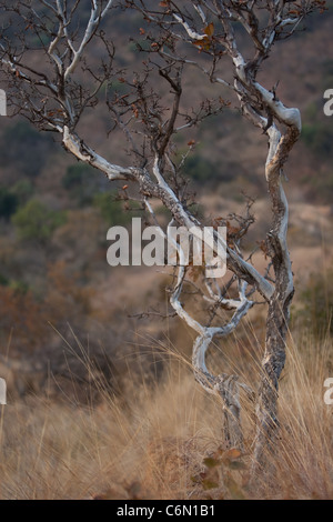 Dry Dead Grass Texture Background Closeup Stock Photo - Alamy