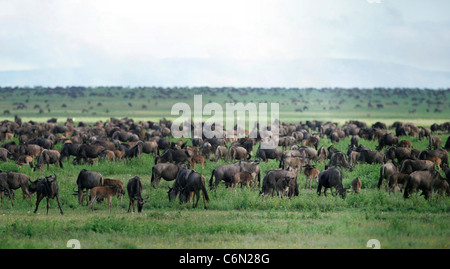 Wildebeest grazing on the Serengeti plains. Tanzania, Africa. Also ...
