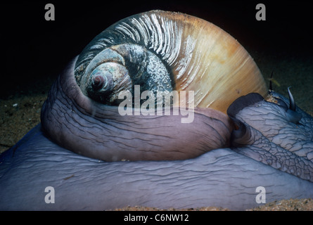 Extended foot and shell of Northern Moon Snail (Euspira heros) moving ...