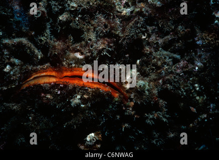 Giant Rock Scallop (Crassadoma gigantea Stock Photo - Alamy