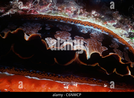 Thorny Oyster (Spondylus varius) (mantle) filter-feeding at night ...