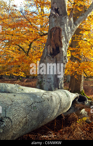A large beech tree in the forest of Wentwood on a bright and sunny ...
