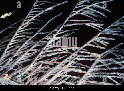 Black Coral (Antipatharia sp.) polyps open and feeding on plankton ...