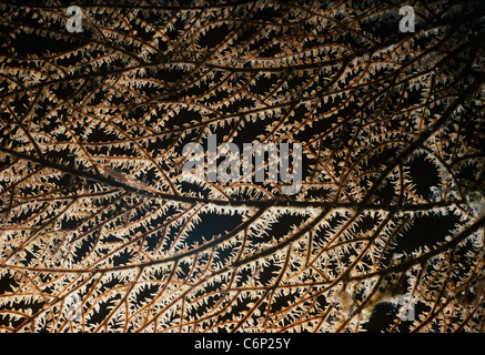 Black Coral (Antipatharia sp.) polyps open and feeding on plankton ...