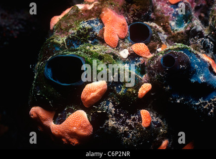Encrusting Sponge. Red Sea, Egypt Stock Photo - Alamy