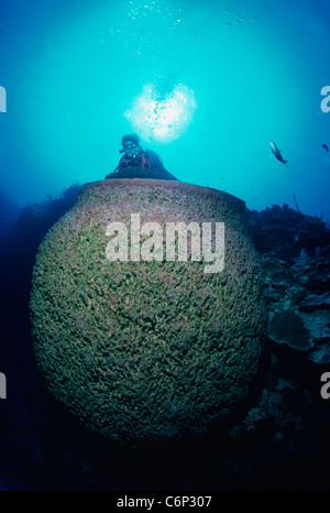 Diver with a Giant Netted Barrel Sponge (Verongula gigantea). Cayman ...