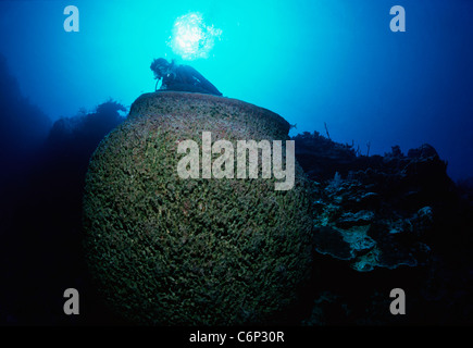 Diver with a Giant Netted Barrel Sponge (Verongula gigantea). Cayman ...