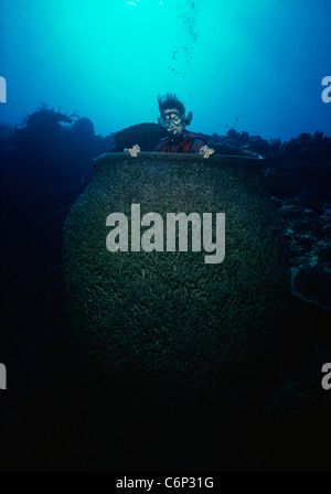 Diver with a Giant Netted Barrel Sponge (Verongula gigantea). Cayman ...