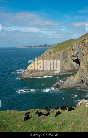 Rocky coastline and cliffs at Baggy Point a headland near Croyde, North ...
