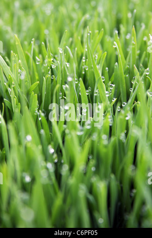 Wheat Grass stalks with dew Stock Photo - Alamy
