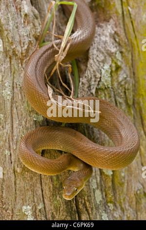Tropical Rat snake-(Senticolis triaspis) Costa Rica tropical dry forest ...