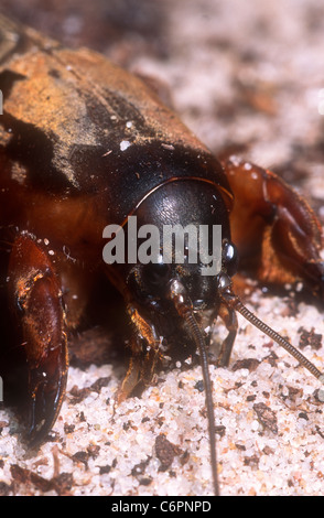 Mole Cricket Gryllotalpa Gryllotalpa Stock Photo - Alamy