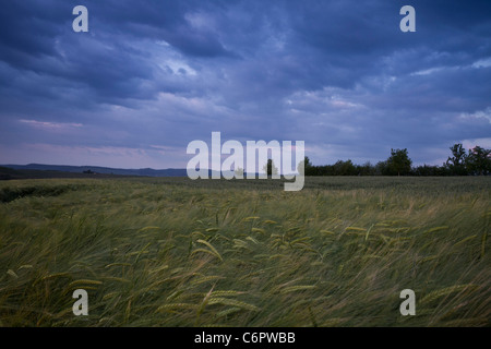 grainfield with cloudy sky and trees in background Stock Photo - Alamy