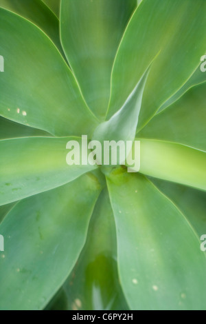Green Agave succulent plant growing in the summer season. Closeup of a ...