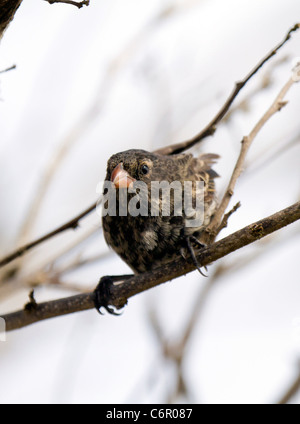 Large tree finch (Camarhynchus psittacula) feeding on Geoffroea spinosa ...