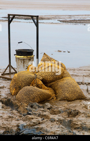 Beach Cocklers at low tide on sand flats in Marshside at the start of ...