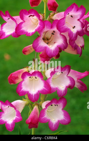 Penstemon 'Laura' red and white penstemons flower flowers garden plant ...