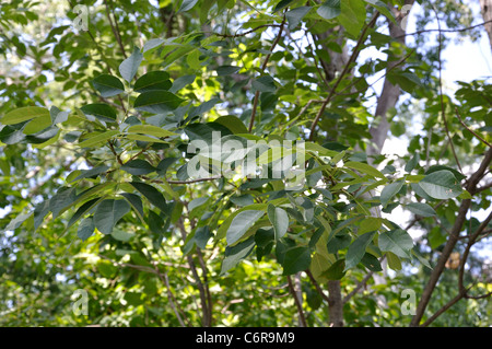 Texas Ash tree - Fraxinus Texensis Stock Photo - Alamy