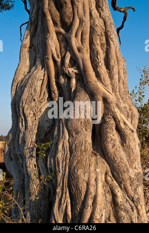 Strangler fig (Ficus natalensis). Tree trunk encased by the roots of a ...