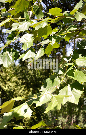 Mexican Sycamore Alamo Platanus Mexicana Stock Photo - Alamy