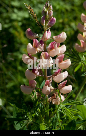 Close up of lupin leaf blades Stock Photo - Alamy