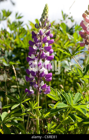 Close up of lupin leaf blades Stock Photo - Alamy