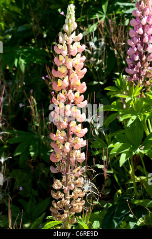 Close up of lupin leaf blades Stock Photo - Alamy