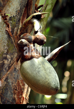 Coco de mer tree (female) inside the botanical garden in Victoria Stock ...