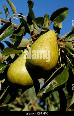 Guyot pears on branch (Pyrus sp Stock Photo - Alamy