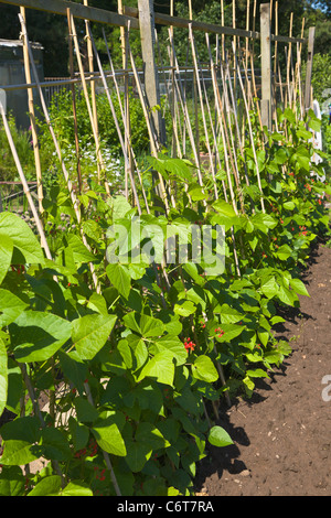 Runner beans growing on allotment Stock Photo - Alamy