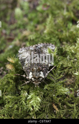 Coronet (Craniophora ligustri) moth Stock Photo - Alamy