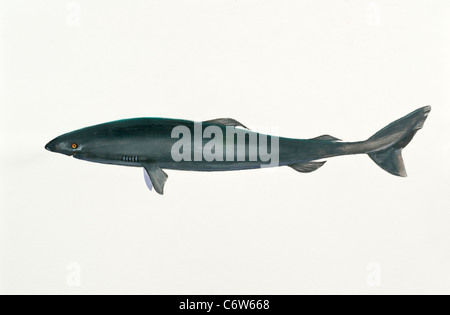 Greenland Shark (Somniosus microcephalus Stock Photo: 148120141 - Alamy