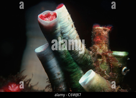 Marine Tube Worm, Serpula vermicularis, Cres Island, Adriatic Sea Stock ...