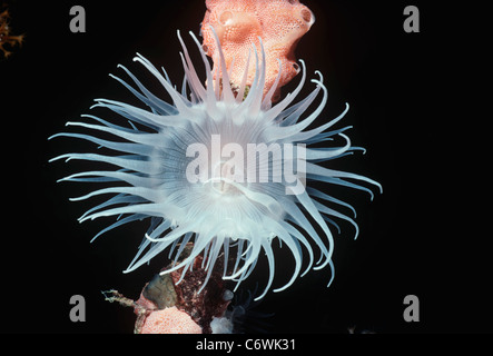 Colonial Anemones (Nemanthus annamensis) open and feeding at night ...
