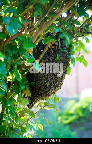 Wild Bee colony swarm of about 15000 bees resting on a rose arch Stock ...