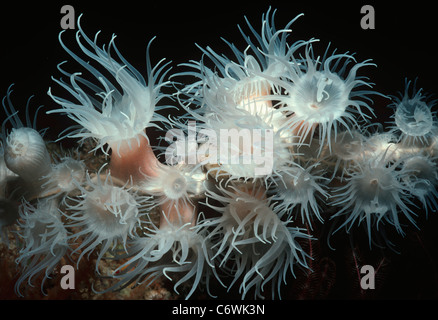 Colonial Anemone (Nemanthus annamensis) open and feeding at night ...