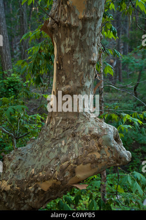 Sycamore tree peeling its' bark Stock Photo - Alamy