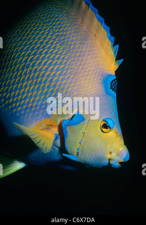 Queen angelfish (Holacanthus ciliaris) swimming over coral reef ...