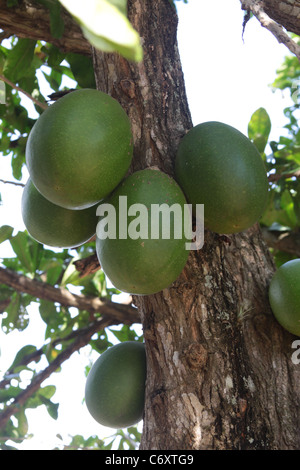 Calabash Tree fruits, national tree of St. Lucia, known as totumo in ...